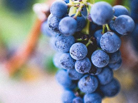 Concord Grape Wine Recipe – Midwest Supplies